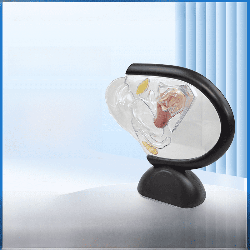 Modelo de útero humano transparente, estructura visible del útero ...