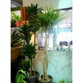 Dracaena Janet Craig Compacta Cane - Live Plant in a 10 Inch Pot ...