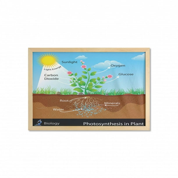 Diagram Photosynthesis