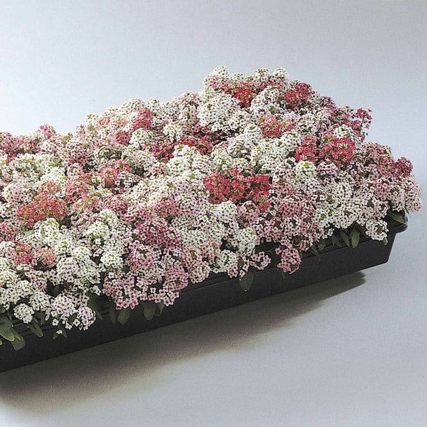 Alyssum Easter Bonnet Seeds - Color: Pastel Mix - Approx 1000 Multi ...