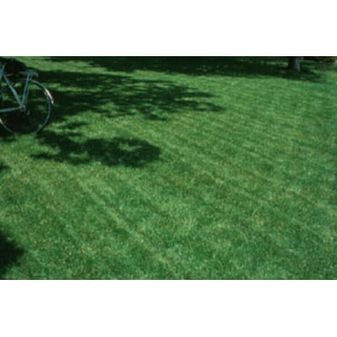 Cabin Grass Seed Mix - 1 Lb - Non-GMO Erosion Control, Drought ...