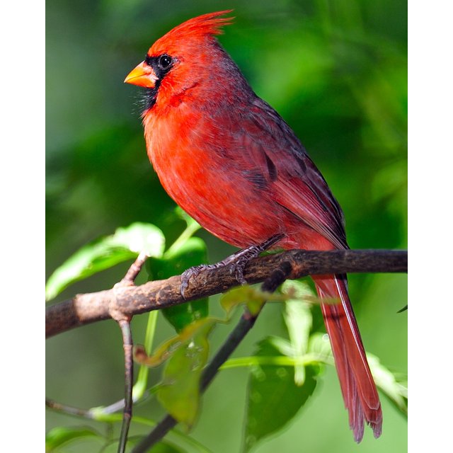 CVPuzzles Male Northern Cardinal 504 Piece Jigsaw Puzzle 16" X 20 ...