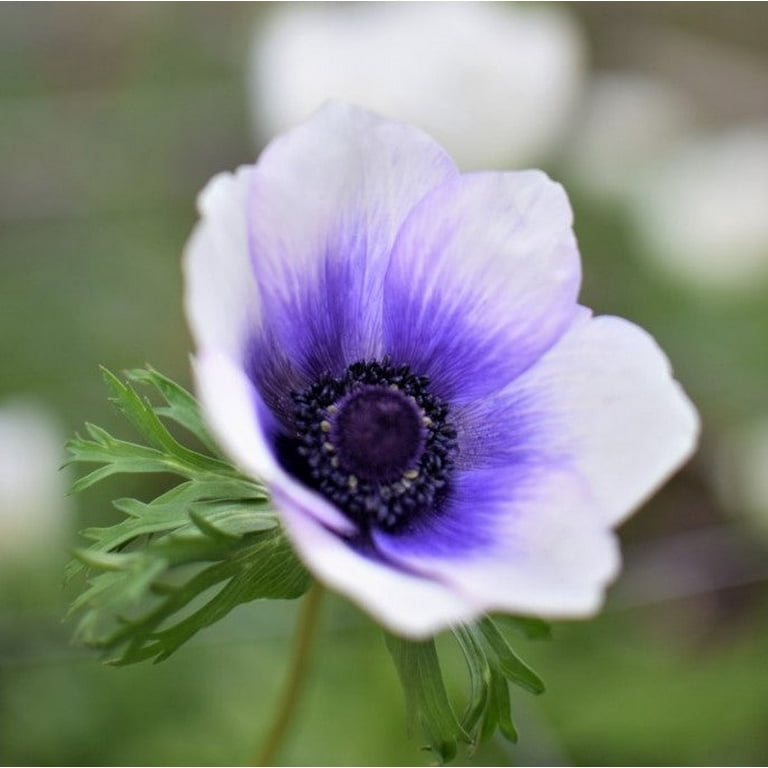 Purple Anemone Flower