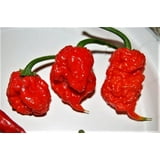 10 Red CAROLINA REAPER PEPPER World's Hottest Capsicum Chinense Hot ...