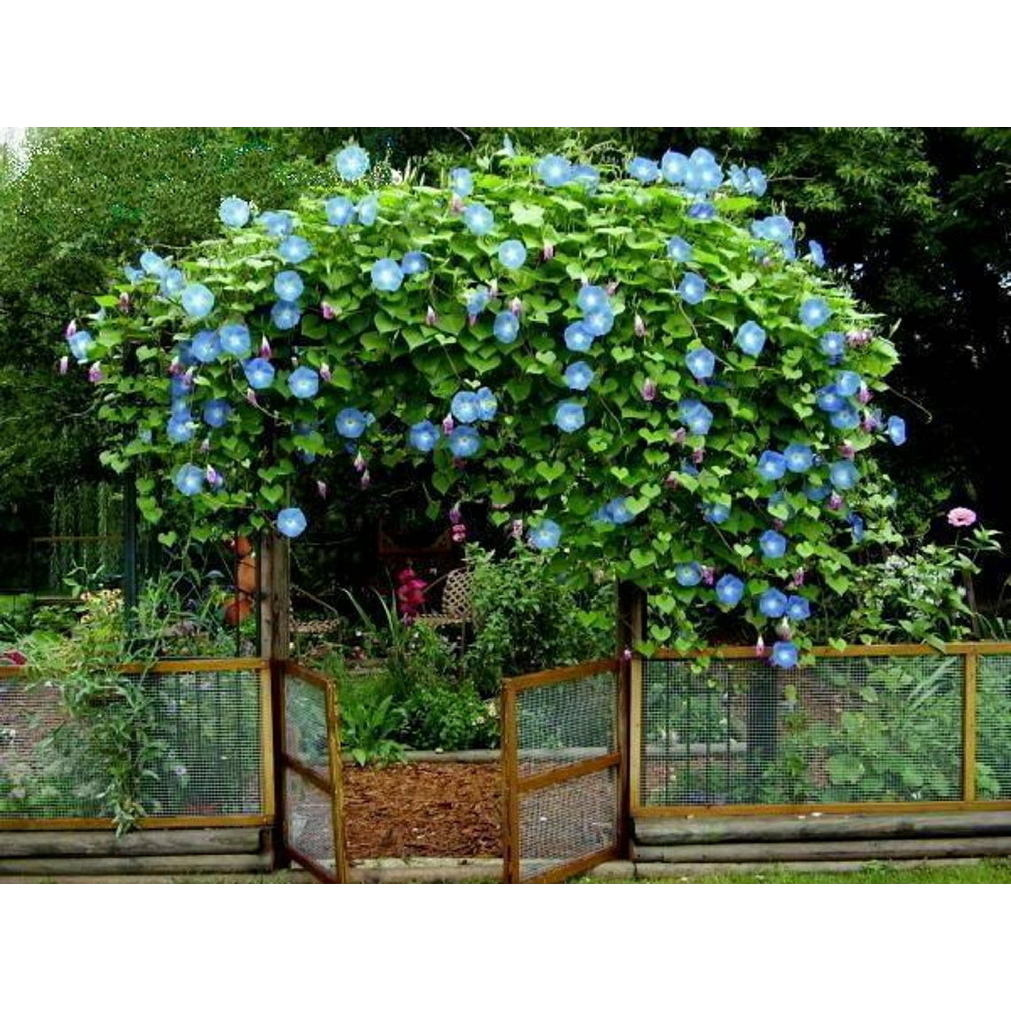 Heavenly Blue Morning Glory Vine Morning Glory Problems Common