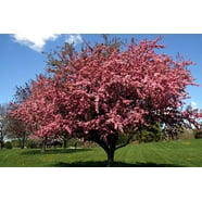 Ammi Dara Flower Seeds for Planting (100 Seeds) - Mixed Color Queen ...