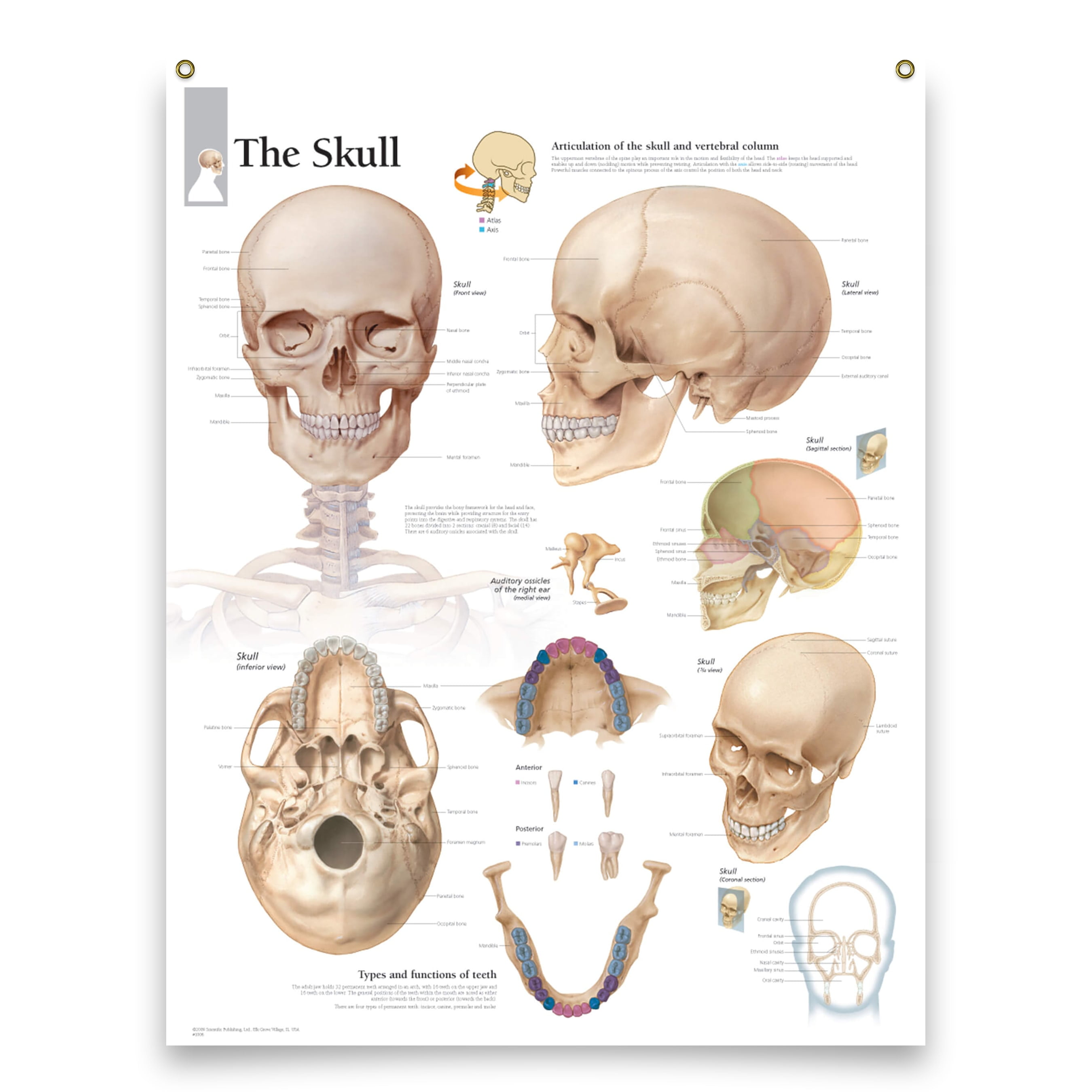 The Skull Laminated Medical Educational Poster Informational Diagram ...