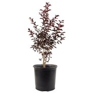 First Editions 18" Ruffled Red Magic Crape Myrtle Live Plant with Pot ...