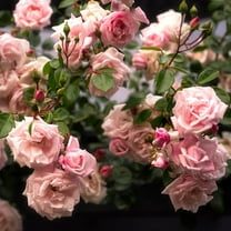 Heirloom Roses - Fresh Live Above All™ Climbing Rose Bush Plant ...