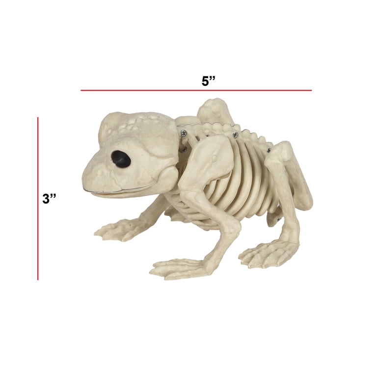 Frog Skeleton