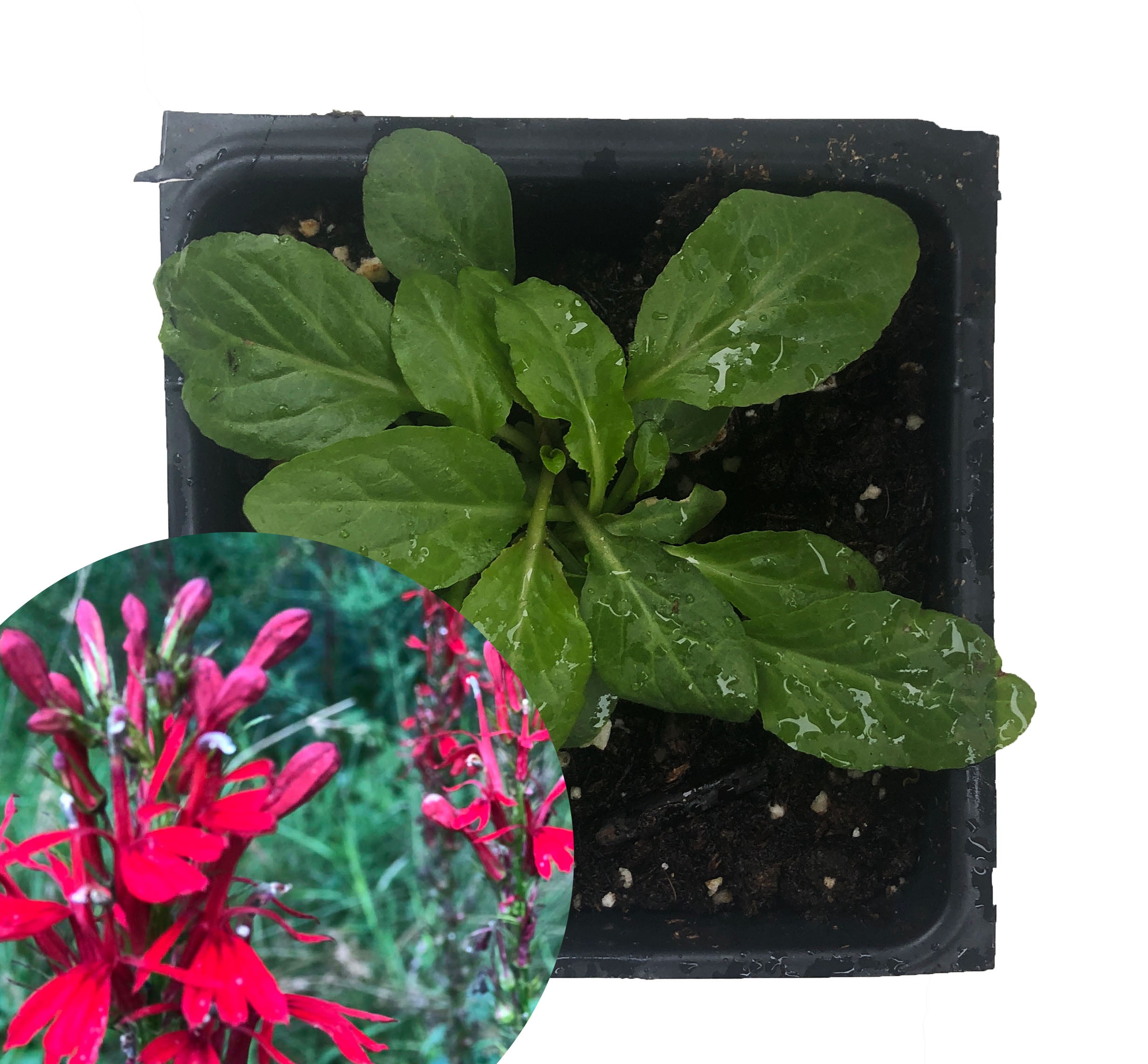 Cardinal Flower Plant (Lobelia cardinalis) 2.5 inch pot - Walmart.com