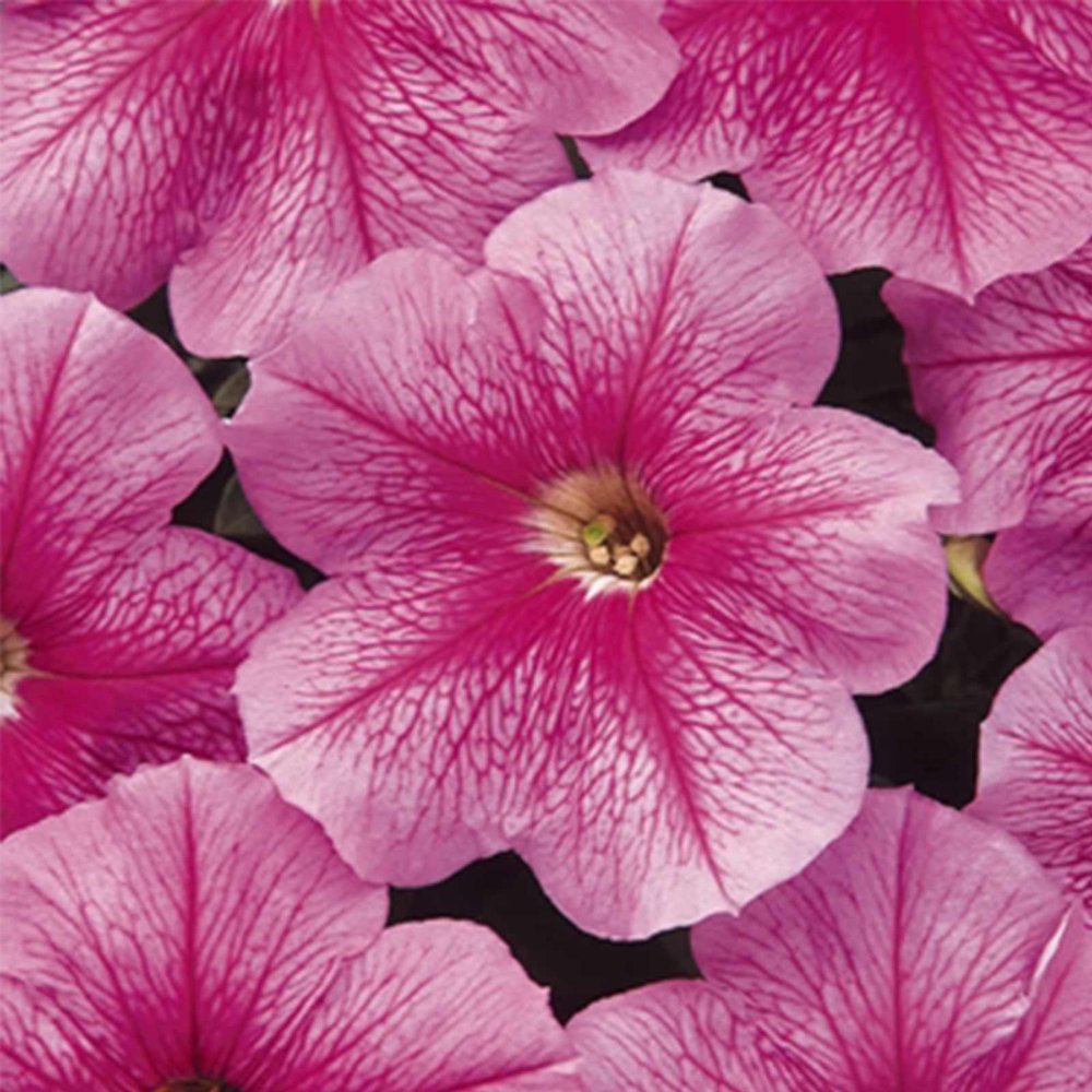 Petunia - Madness Series Flower Garden Seed - 1000 Pelleted Seeds ...