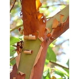 10 PACIFIC MADRONE TREE Bearberry Red Arbutus Menziesii Oregon Laurel ...