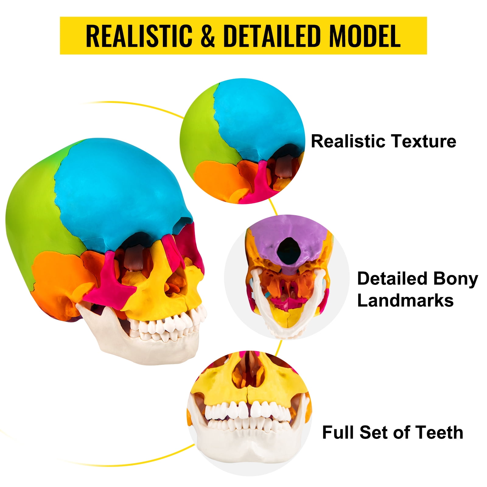 Skeletal Landmarks Of The Skull