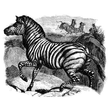 Quagga. /Nthe Quagga (Equus Quagga Quagga), A Now Extinct South African ...