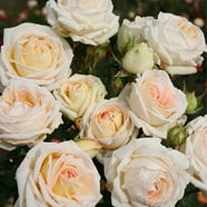 Heirloom Roses Rose Bush - Glowing Peace™ Grandiflora , Live Rose Plant ...
