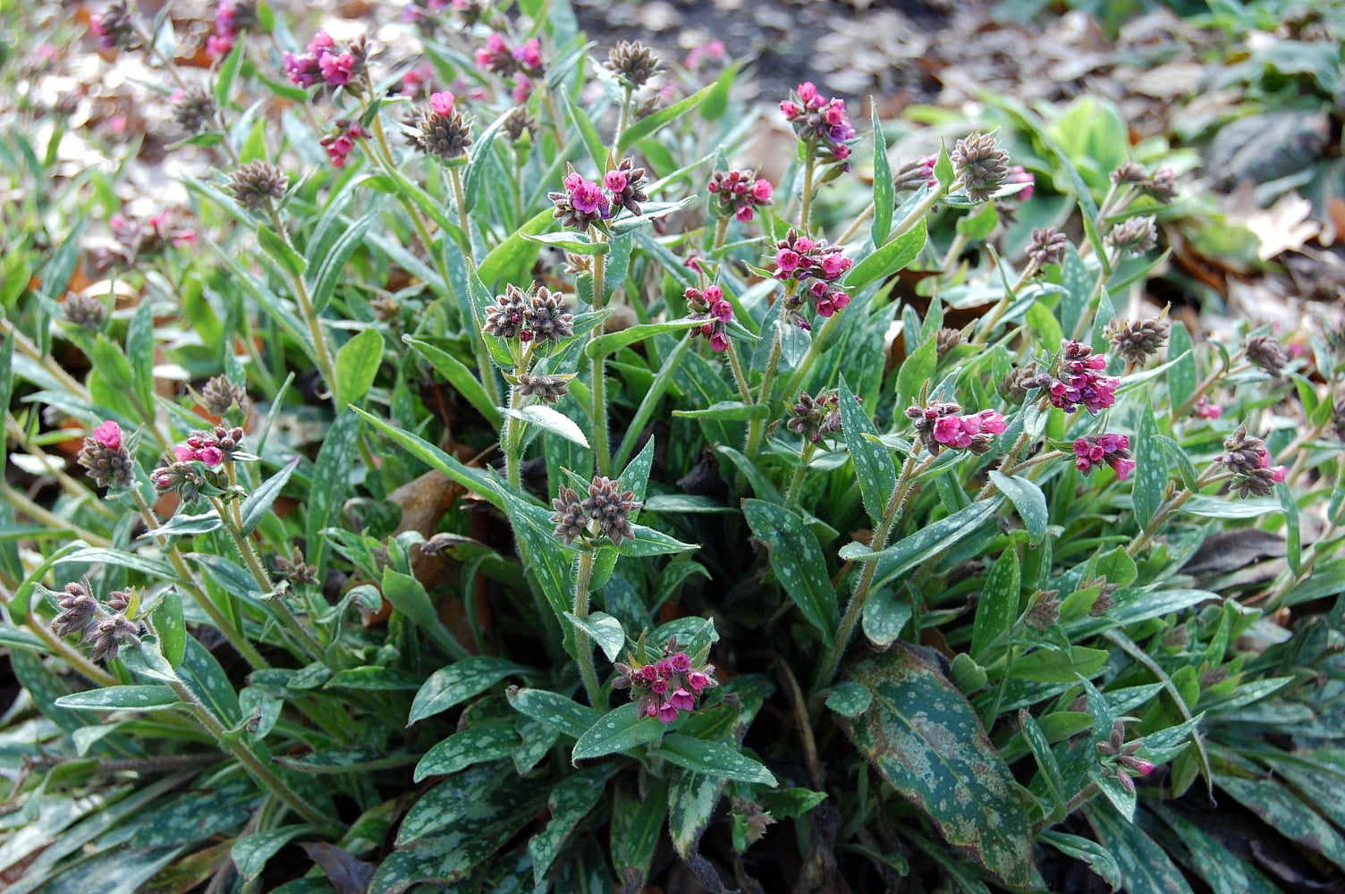 Pulmonaria Raspberry Splash