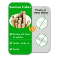 Natural Bamboo Stakes 57 Inch (Approx 5 FEET) for Tomatoes, Beans ...