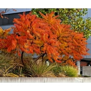 30 FLAMELEAF SUMAC TREE Shining Dwarf Winged Rhus Schmaltzia Copallina ...