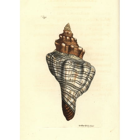Trapezium Horse Conch, Pleuroploca Trapezium Poster Print By Â ...