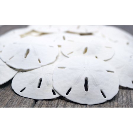 Sand Dollar | Real Sand Dollars 2"-2 1/4" (Set of 50) | Sand Dollar ...
