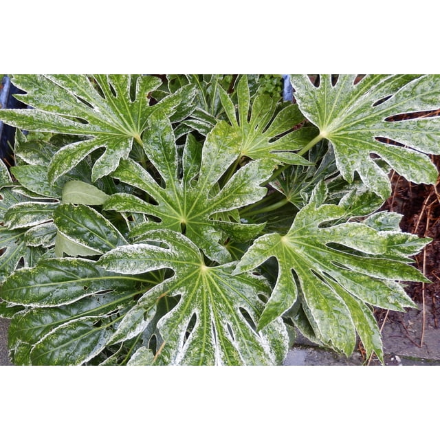 Fatsia japonica ‘Spider’s Web’ -Japanese Variegated Aralia- Live ...