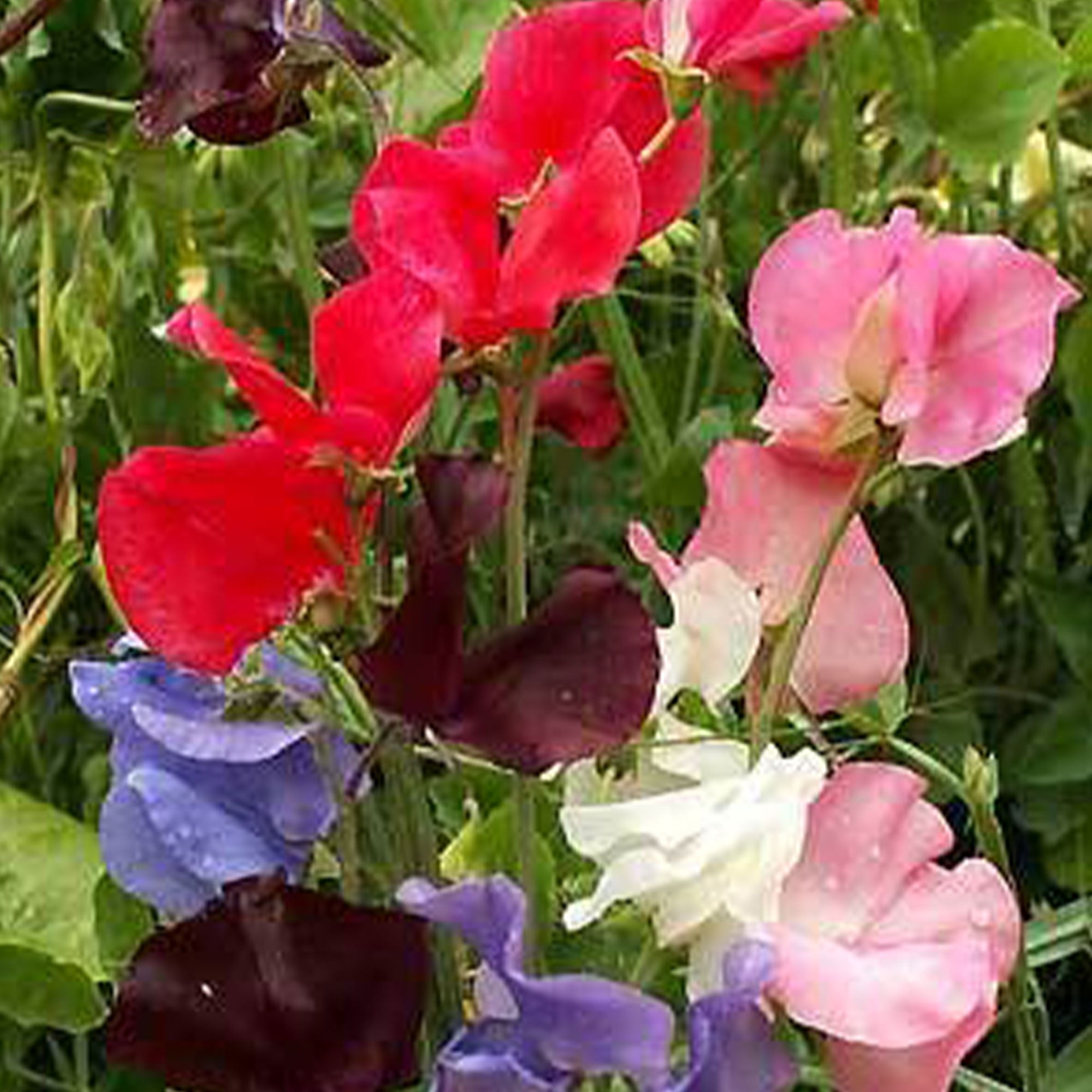 Sweet Pea Early Multiflora Mix ~10 Seeds - Open Pollinated - Non-GMO ...