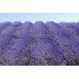 500 True ENGLISH LAVENDER VERA Lavandula Angustifolia Vera Herb Purple ...
