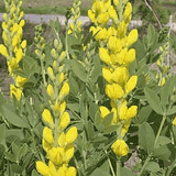 Everwilde Farms - 10 Large Yellow Wild Indigo Native Wildflower Seeds ...