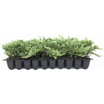 Florida Foliage 30 Bar Harbor Juniper Plants, Drought Tolerant ...
