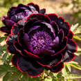 Perennial Premium - Peony Bulbs/Roots - Low Maintenance - Ideal for ...