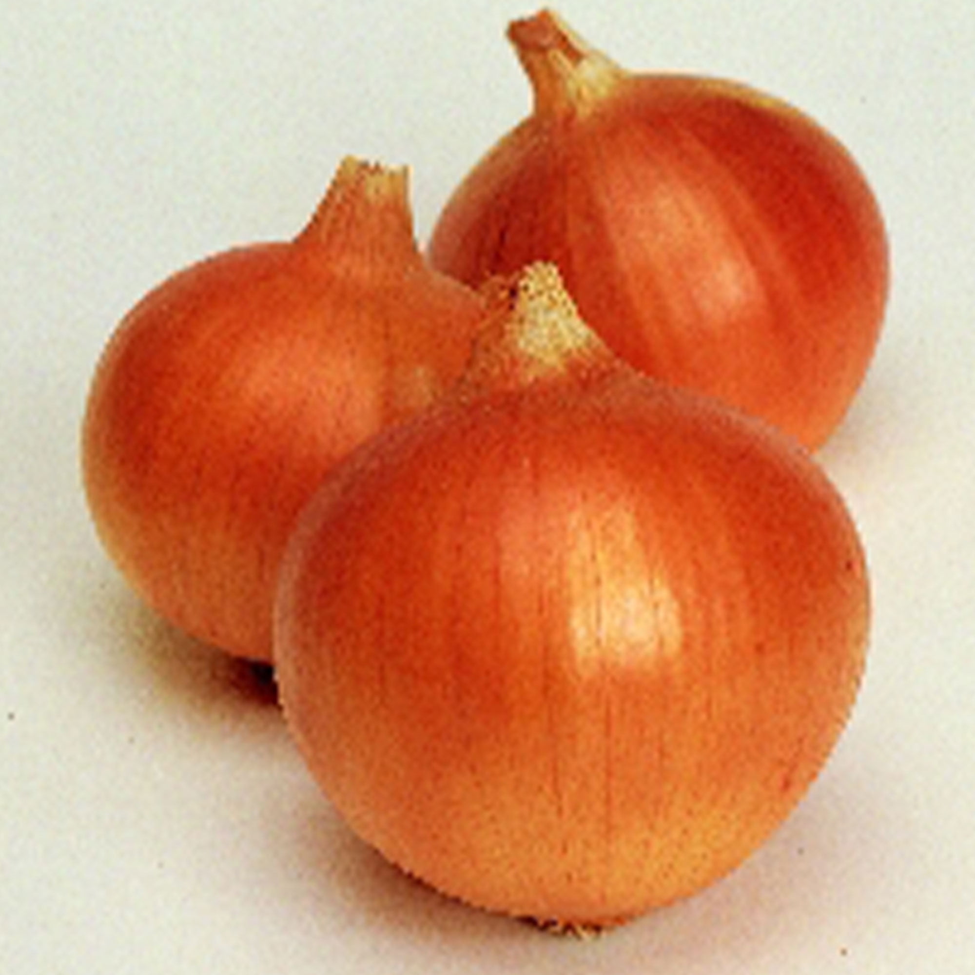 Onion Seeds - Superex Yellow - Hybrid - 500 Mg Packet ~100 Seeds - Non ...