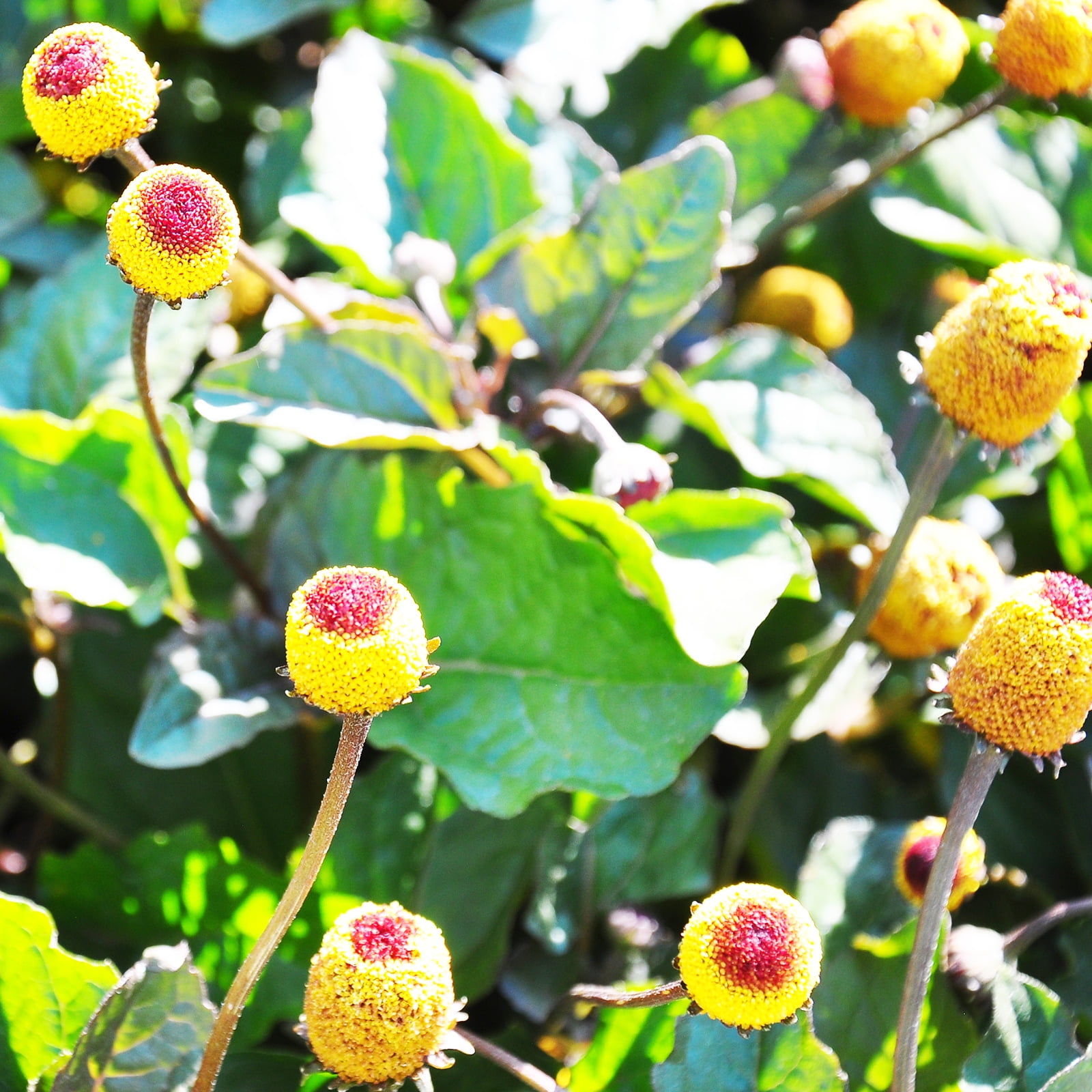 Electric Daisy Flower