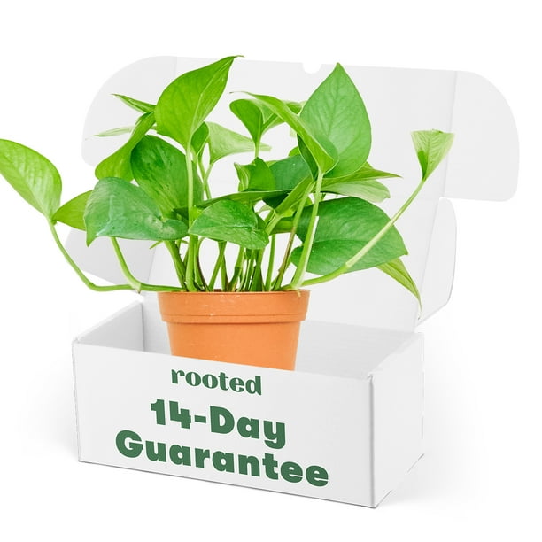 Epipremnum Aureum Live Green Plant in 4" Grower Pot - Walmart.com