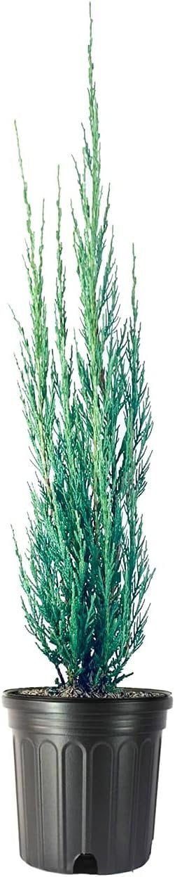 Skyrocket Juniper 2 Live Gallon Size Trees Juniperus Scopulorum Drought ...