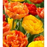 10 Weber's Pink Parrot Tulip Bulbs for Planting - Easy to Grow - Walmart.com
