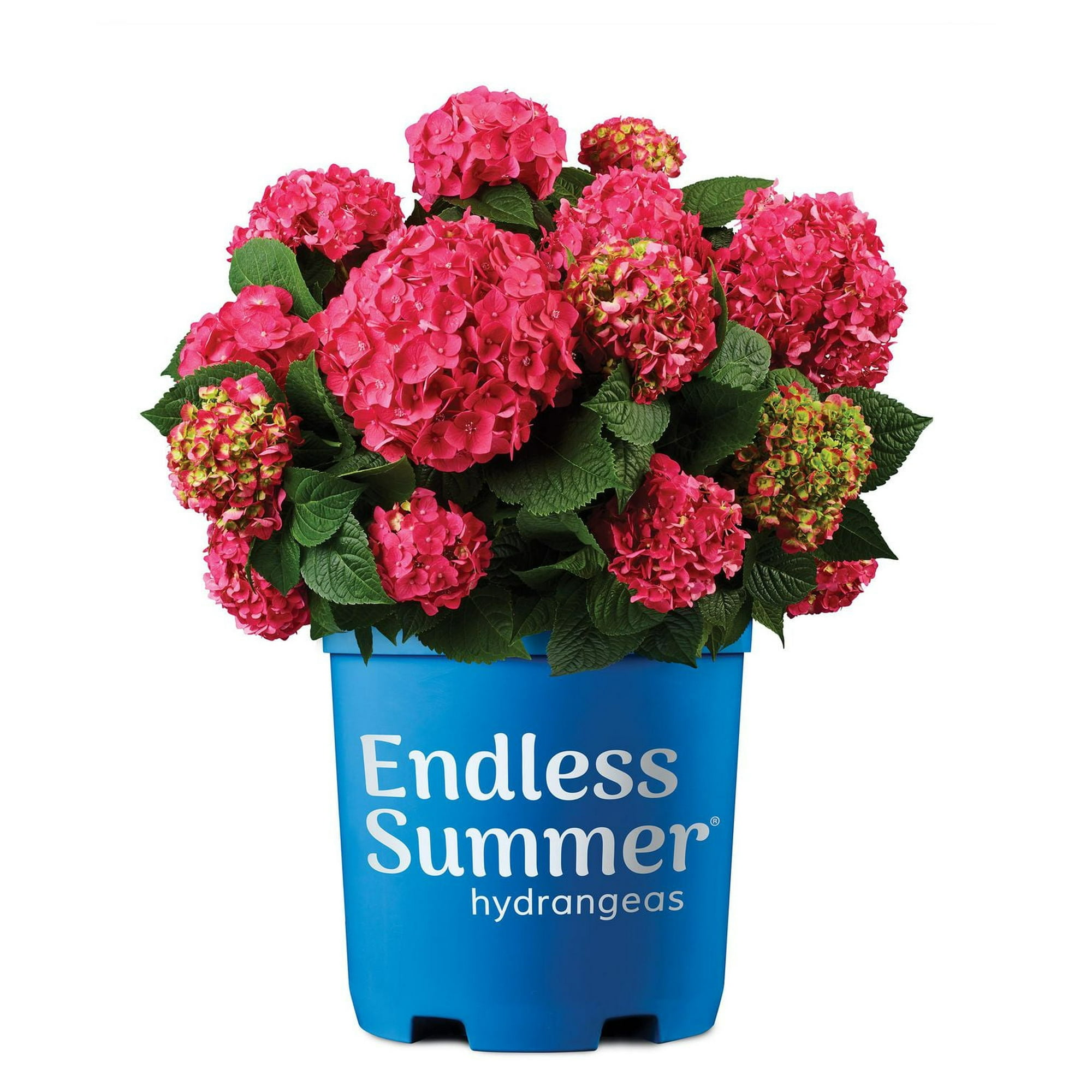 Click here for Endless Summer Hydrangea prices
