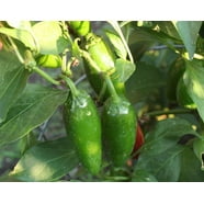 Mango Tango Hummingbird Mint - Agastache - Anise Hyssop - Hardy - Quart ...