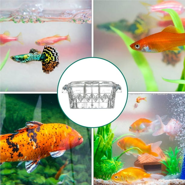 Acrylic Fish Breeding Box Tank Transparent Hatchery to Use Indoor ...