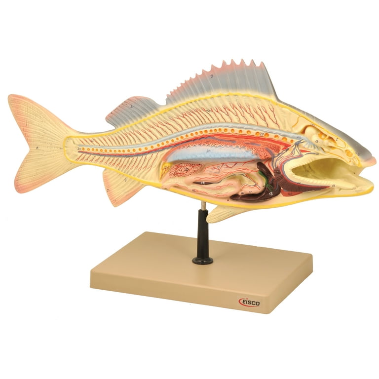 Bony Fish Dissection