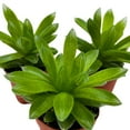 Haworthia Cathedral Widow Cymbiformis, 2 inch Set of 3, Rare Succulent ...