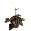 Ficus Moonshine Shivereana, 4 inch, Variegated Rubberplant, Splash ...