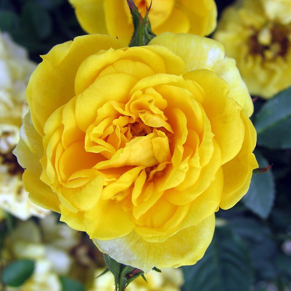 Lemon Drop® Miniature Patio Rose Bush - Bareroot - Walmart.com