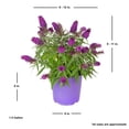 Butterfly Candy Lil' Grape Butterfly Bush (1.5 Gallon) Purple Flowering ...
