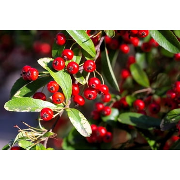15 Seeds WESTERN BUNCHBERRY Alaskan Dogwood Canadian Cornus ...