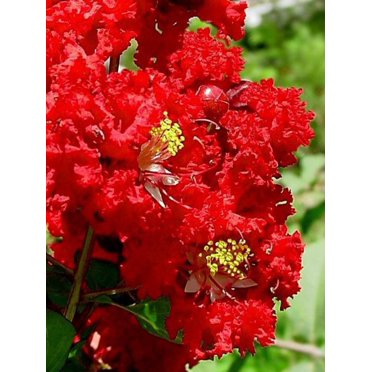 35 RED CREPE MYRTLE Lagerstroemia Indica Flowering Shrub Bush Small ...