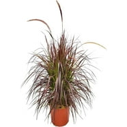 Tropical Plants of Florida 44" to 48" Braided Shrimp Tree; Red Flowers ...