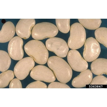 Navy Beans Seeds for Planting(50 Seeds) - Grow White Kidney Beans ...