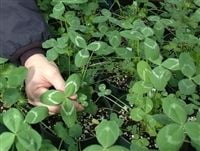Apache Arrowleaf Clover Seed - 1 Lb. - Walmart.com