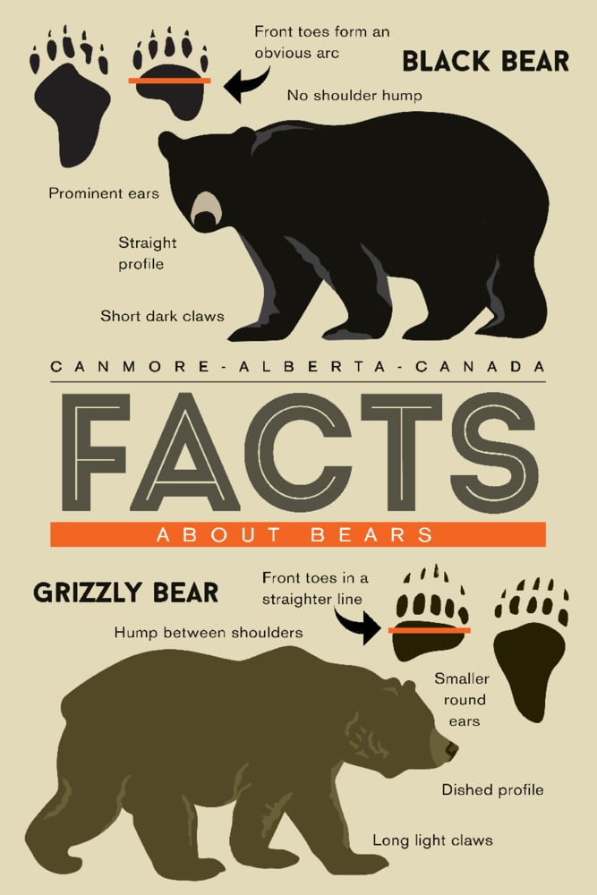 Canmore, Alberta, Canada, Facts About Bears, Grizzly and Black Bear ...
